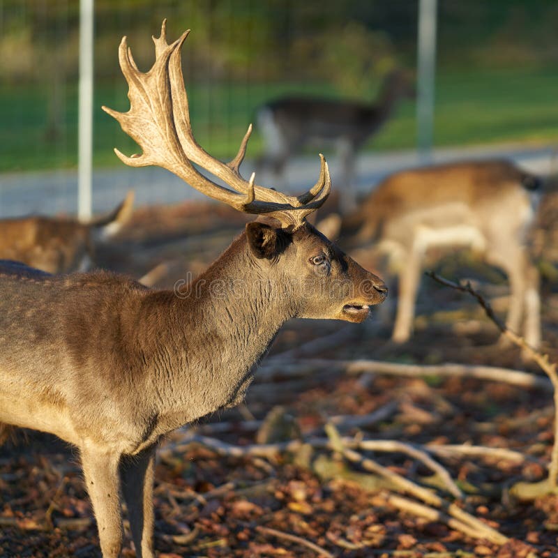Fallow Deer Stag (Dama Dama) in a Close-up Stock Photo - Image of ...