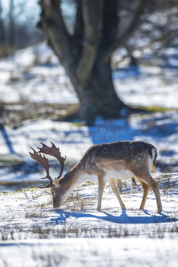 172 Fallow Deer Feeding Winter Snow Stock Photos - Free & Royalty-Free ...