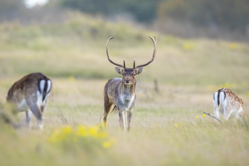 Fallow Deer Stag Dama Dama in a Forest Stock Image - Image of roaring ...