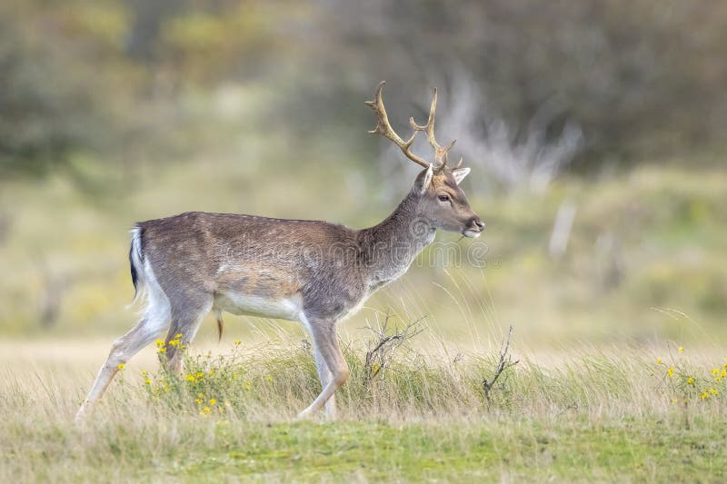 Fallow Deer Stag Dama Dama in a Forest Stock Image - Image of wildlife ...