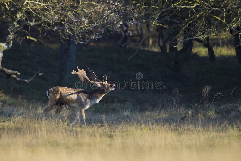 Fallow Deer Stag Dama Dama in a Forest Stock Photo - Image of sunlight ...