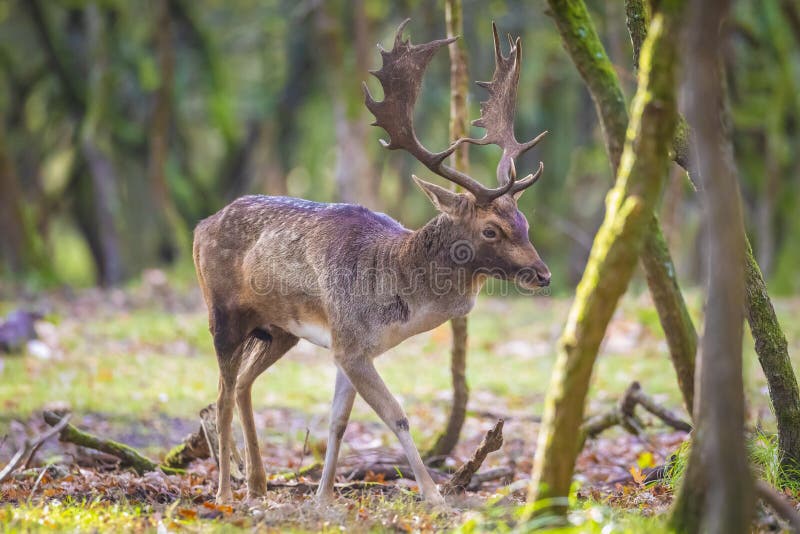 Fallow Deer Stag Dama Dama in a Forest Stock Image - Image of wildlife ...