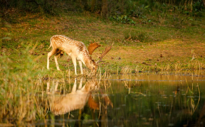22,179 Fallow Deer Stock Photos - Free & Royalty-Free Stock Photos from ...