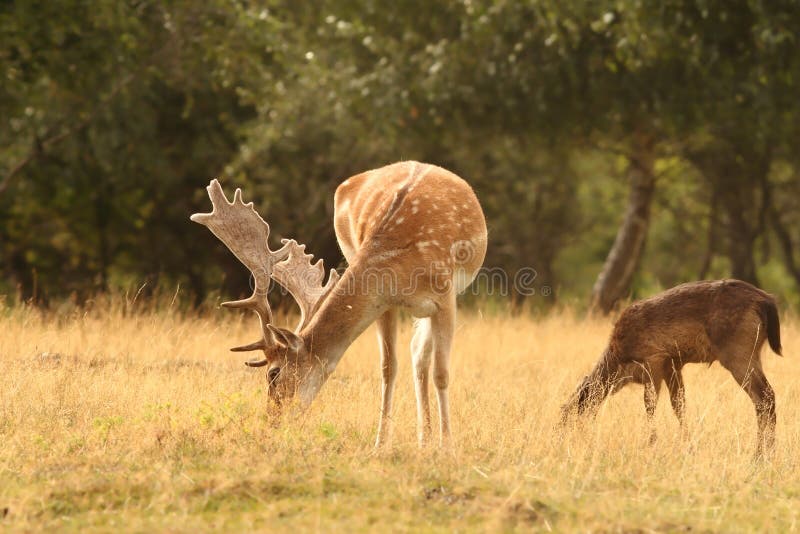 Fallow deer stag grazing stock image. Image of green - 45170643