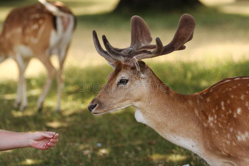 Fallow Deer Stag Head stock photo. Image of head, hand - 15142514