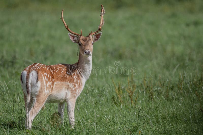 Fallow Deer Stag on Isle of Mull Stock Image - Image of scenic, fallow ...