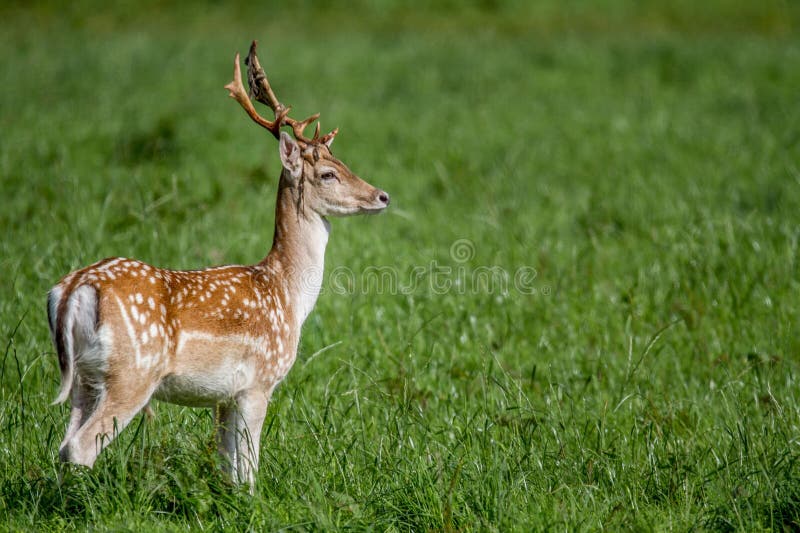 Fallow Deer Stag on the Isle of Mull. Stock Photo - Image of wild ...