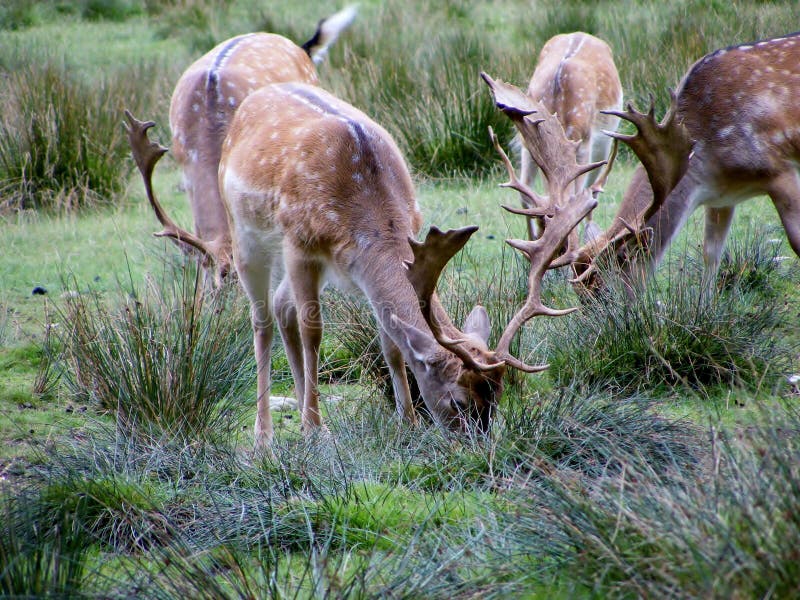 Fallow Deer Stag stock image. Image of wildlife, deer - 51486935