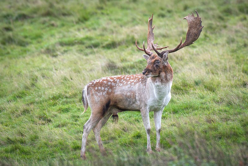 Fallow deer stag stock photo. Image of male, animal - 101746560