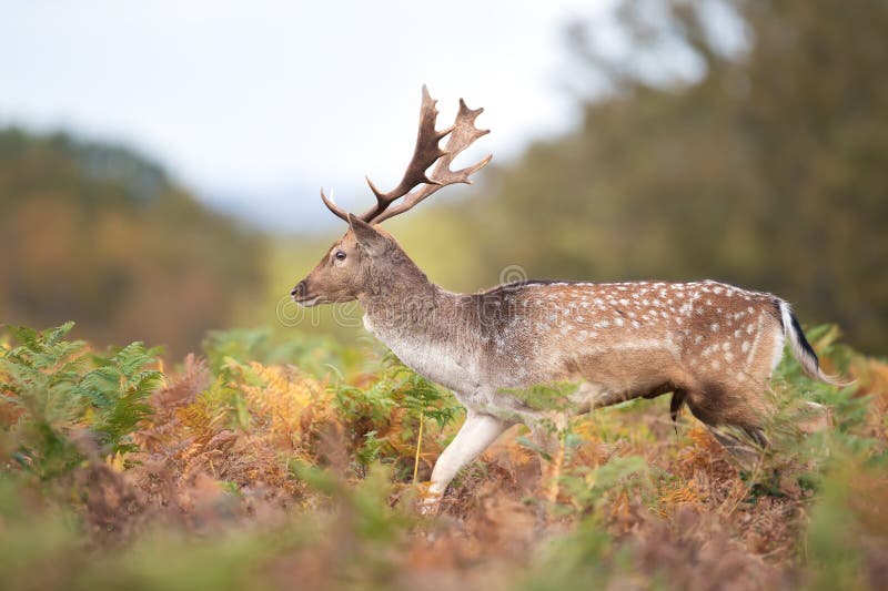 Fallow Deer Stag Walking in Ferns in Autumn Stock Photo - Image of ...