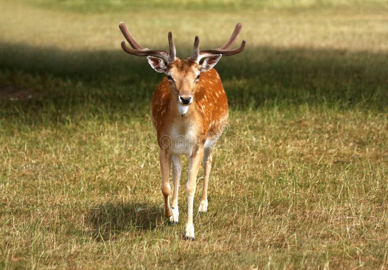 Fallow Deer Stag Walking Towards Camera Stock Photo - Image of stag ...
