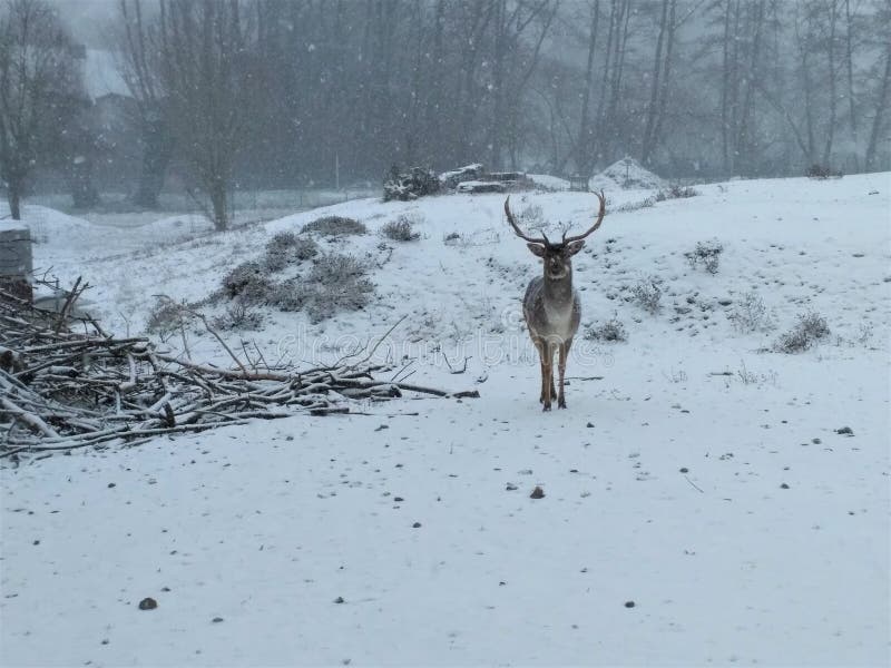 Baby Deer in Snow Fall Looking at Camera Stock Photo - Image of baby ...