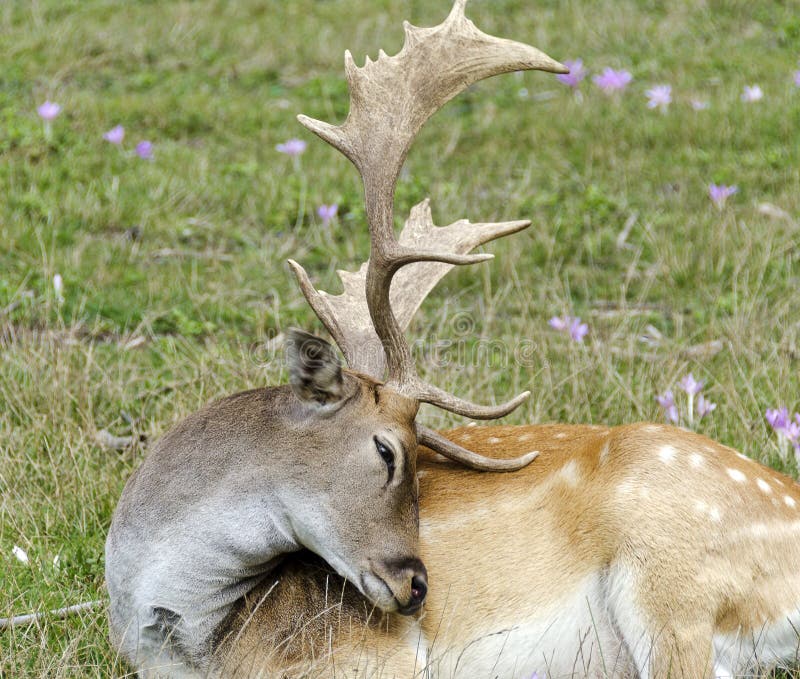 Fallow Deer with Summer Coat Stock Photo - Image of stag, alert: 35412008