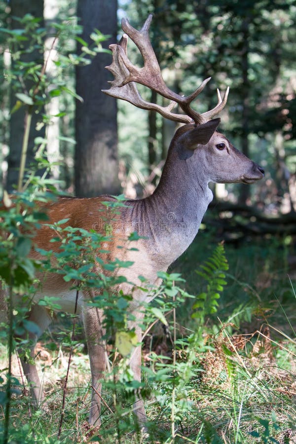 Fallow deer in summer stock image. Image of antler, brown - 32407629