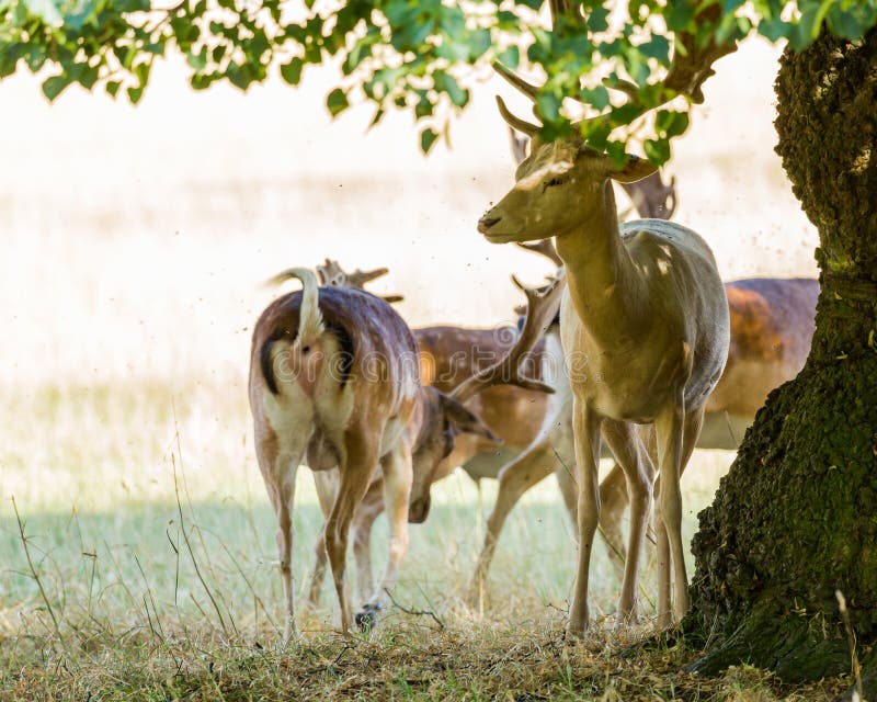 Fallow Deer in Shade of a Tree. Stock Photo - Image of taking, antlers ...