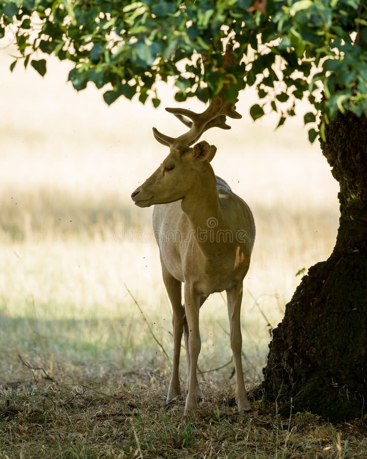 Fallow Deer in Shade of a Tree. Stock Image - Image of england, tree ...