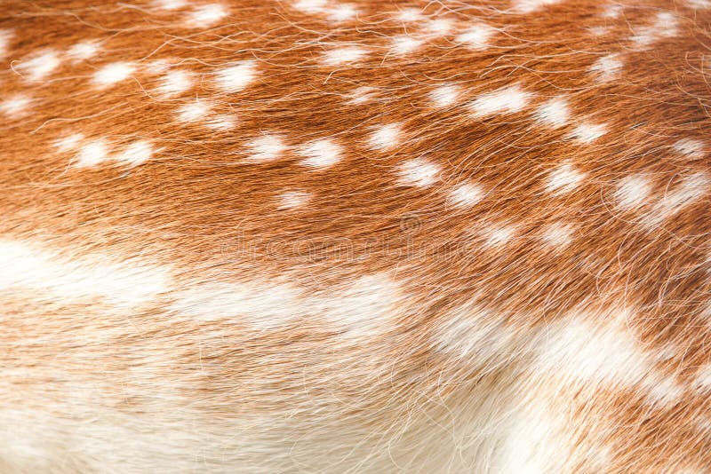 Fallow deer texture stock photo. Image of spotted, backdrop - 16598296