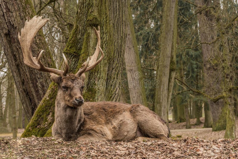 Fallow deer stock photo. Image of savanna, plant, forest - 206922772