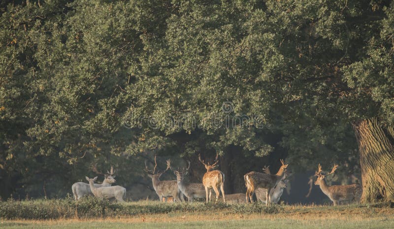 Fallow deer stock image. Image of hind, fallow, rutting - 100503279