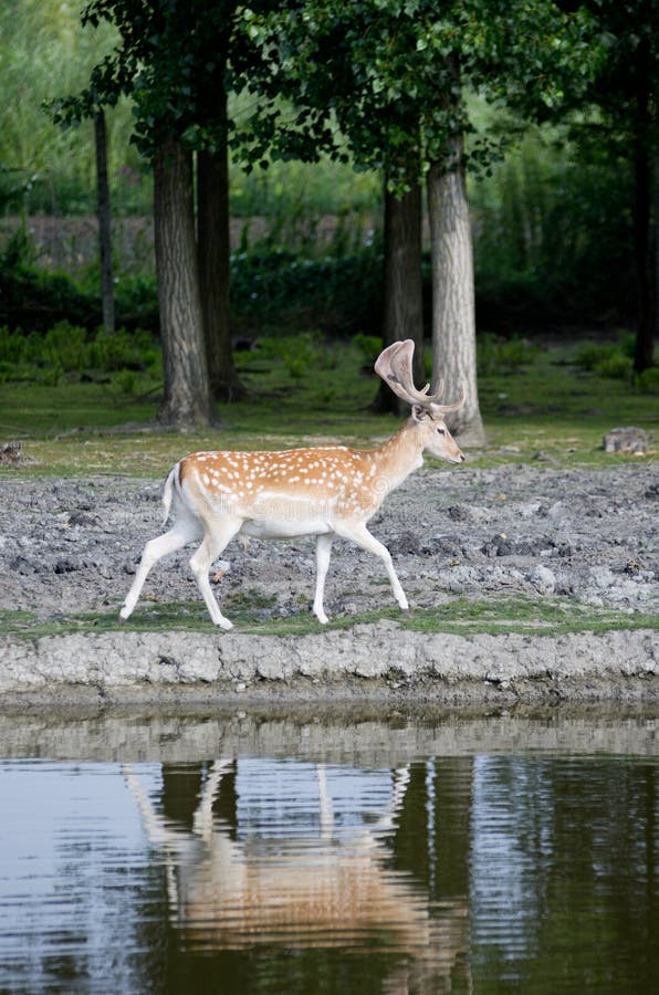 Fallow deer stock image. Image of morning, mammal, horns - 32377725