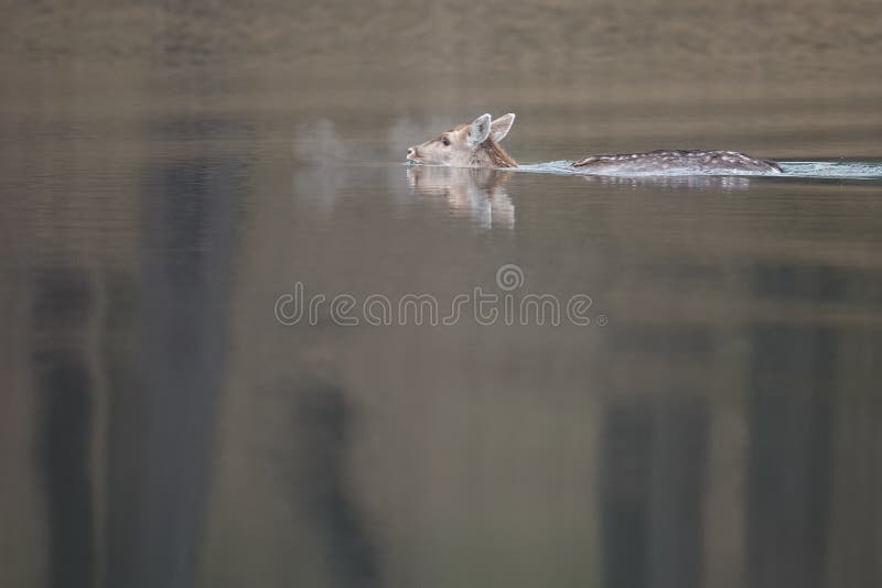 Fallow deer in water stock image. Image of heat, biggest - 107899241