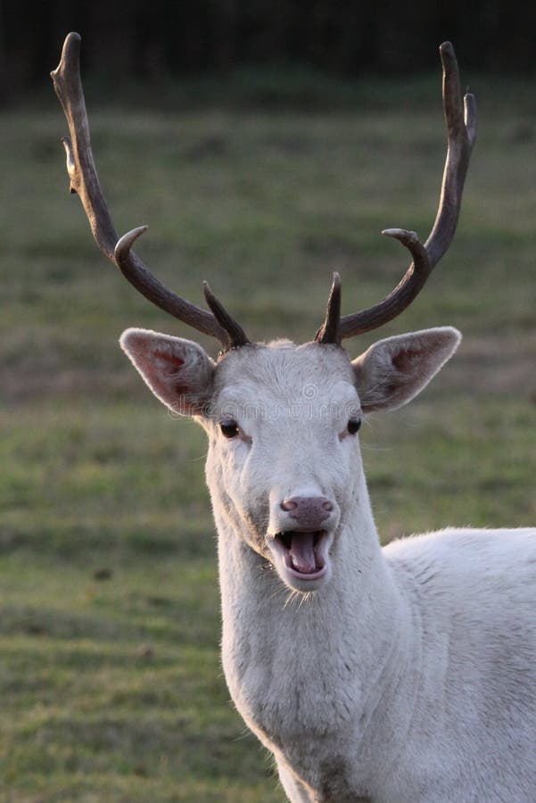 Fallow deer stock photo. Image of isolated, brown, fallow - 65240946