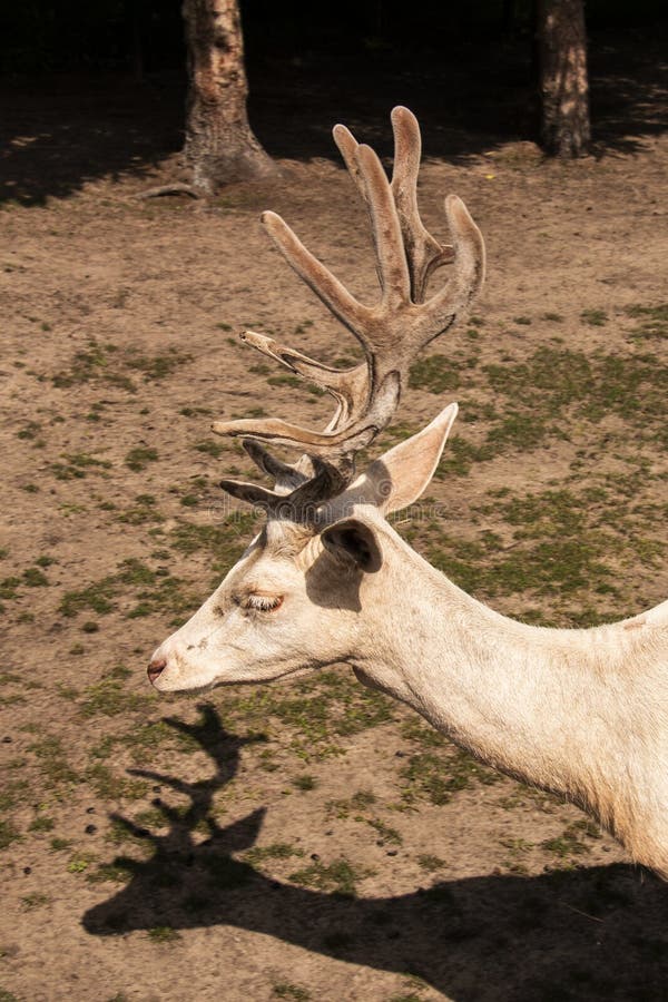 Fallow Deer the White with His Shadow Stock Image - Image of grazing ...