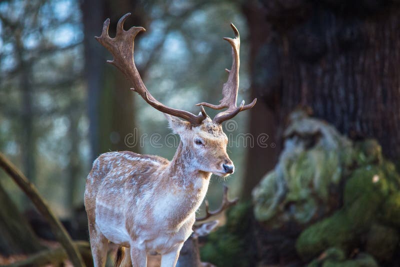 Fallow deer stock image. Image of deer, nature, british - 67851787