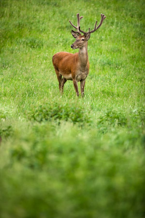 Fallow Deer Wild Ruminant Mammal on Pasture Stock Image - Image of ...