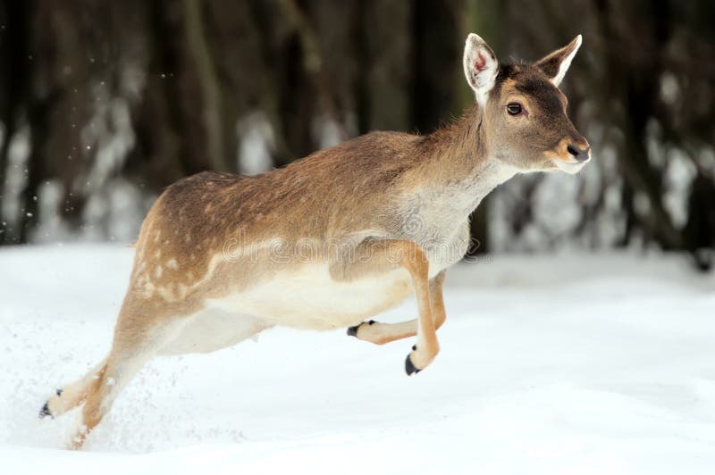 White Tailed Deer Fawn Leaping in Field Stock Photo - Image of ...