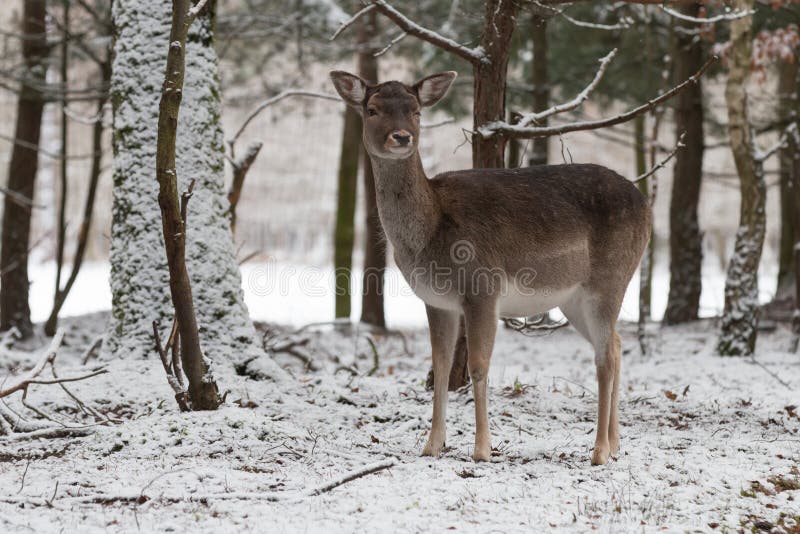 Fallow Deer in Winter Forest Stock Image - Image of wildlife, frozen ...