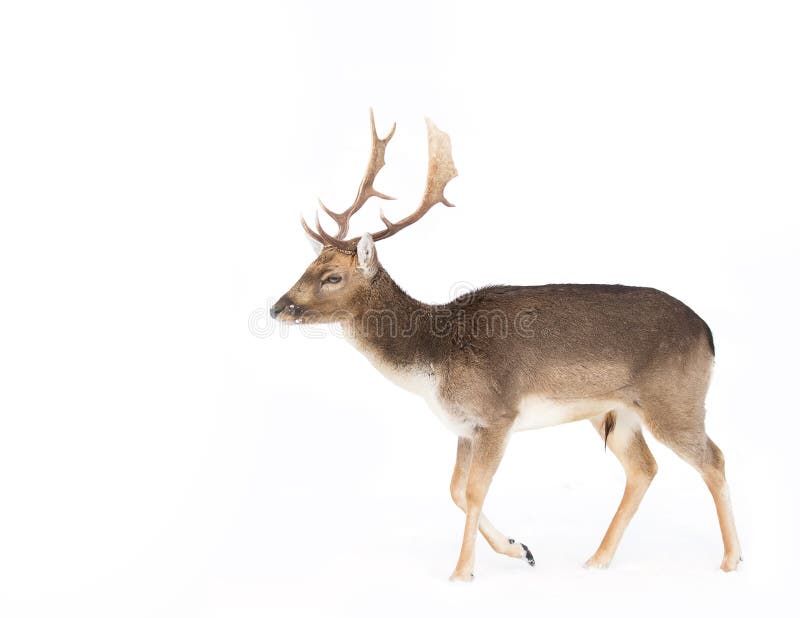 Fallow Deer Front White Background Winter Snow Stock Photos - Free ...
