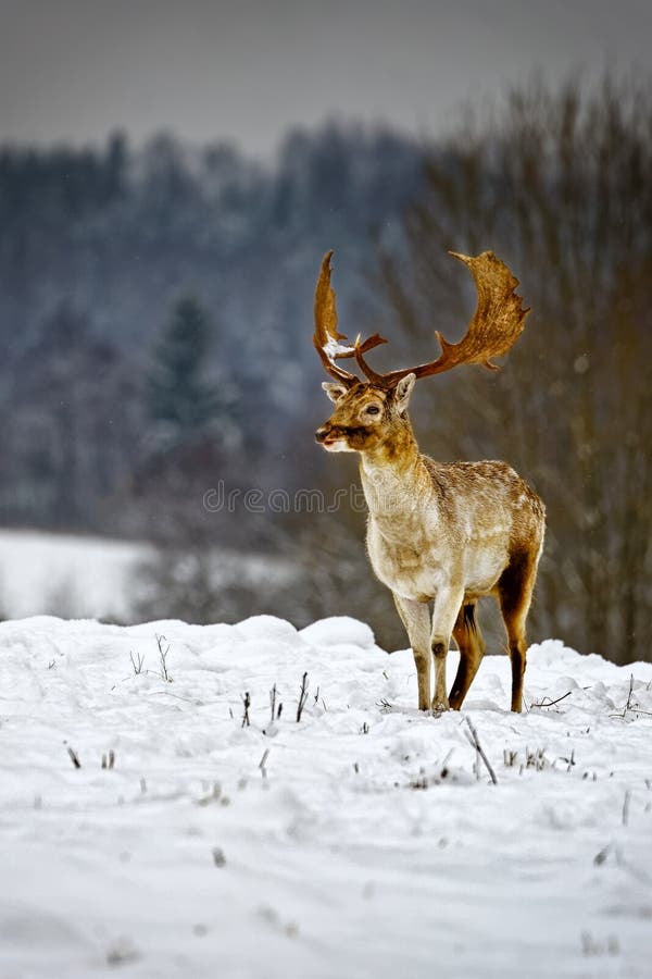 Fallow Deer in Winter Snow Field Stock Photo - Image of mammal, deer ...