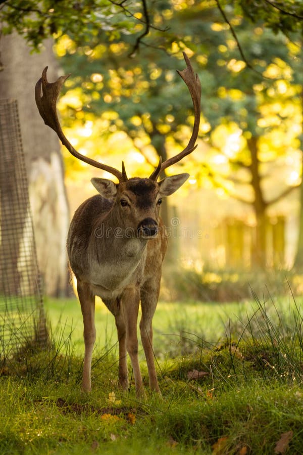Fallow Deer in Woodland. stock image. Image of woods - 78736193