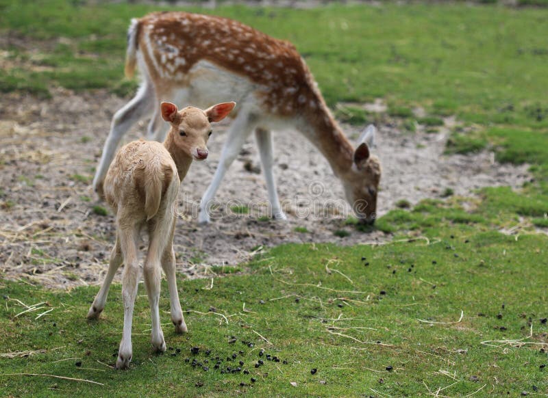 Fallow deer stock photo. Image of animal, deers, canada - 97338228