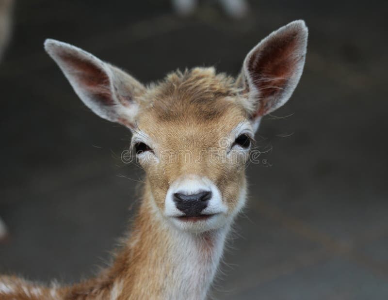 Fallow deer stock image. Image of field, forrest, canada - 97338607