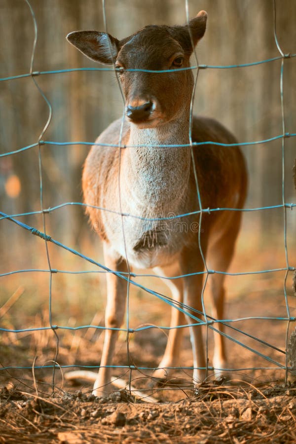 Deer in the zoo stock image. Image of female, fauna - 132666045