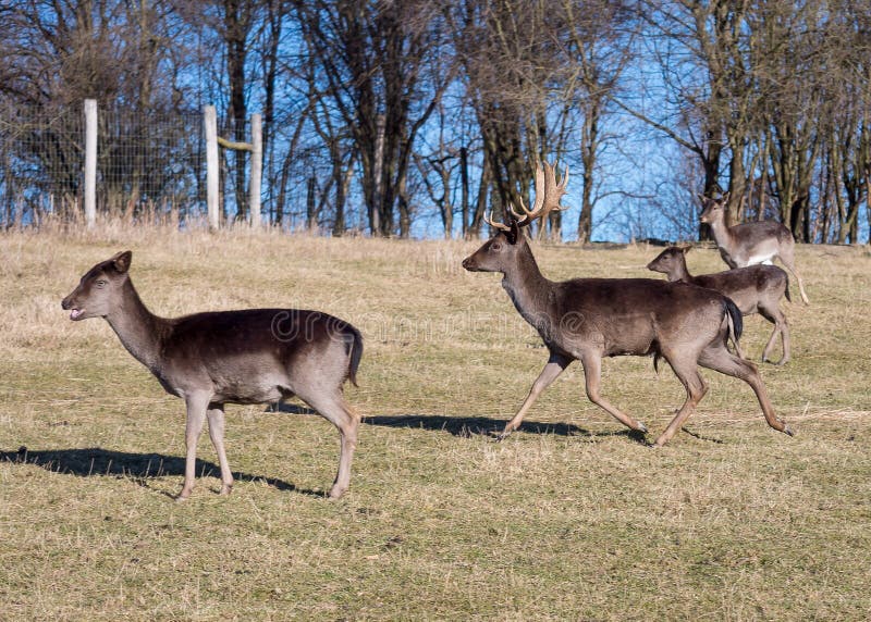 Fallow-deers stock photo. Image of animal, brown, fallow - 83410914