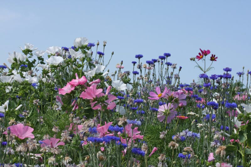 Fallow Land with Many Colors Stock Image - Image of field, grass: 256584955