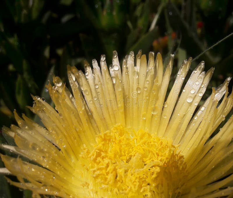 Fallow stock image. Image of water, green, yellow, nature - 95467289