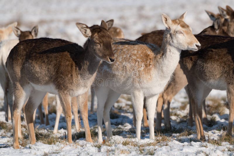 Fallow and Red Deer Side-by-side in Snow Stock Photo - Image of ...