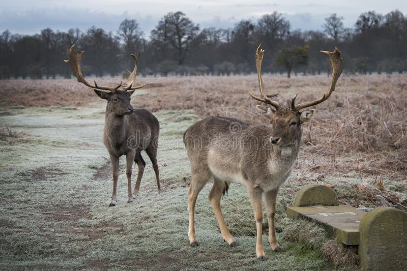 Fallow young stag deer stock photo. Image of autumn - 271711840