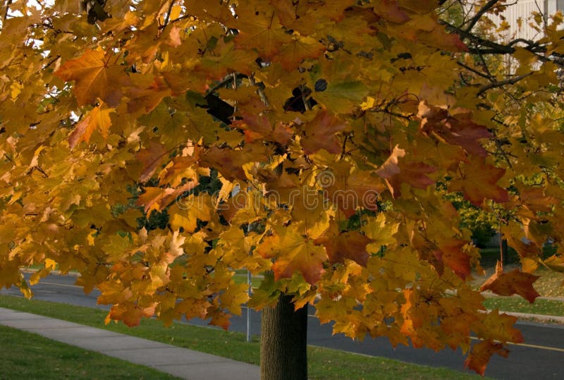 Falls colorful trees stock photo. Image of orange, road - 223820864