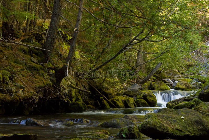 Falls in a Coniferous Forest Stock Image - Image of rapid, outdoors ...