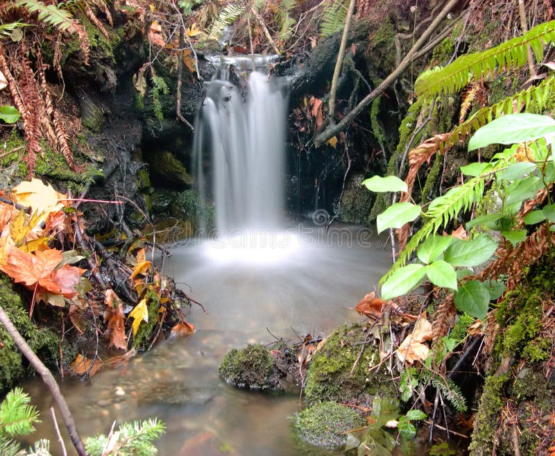Falls in fall colors stock image. Image of fern, lush, forest - 51245