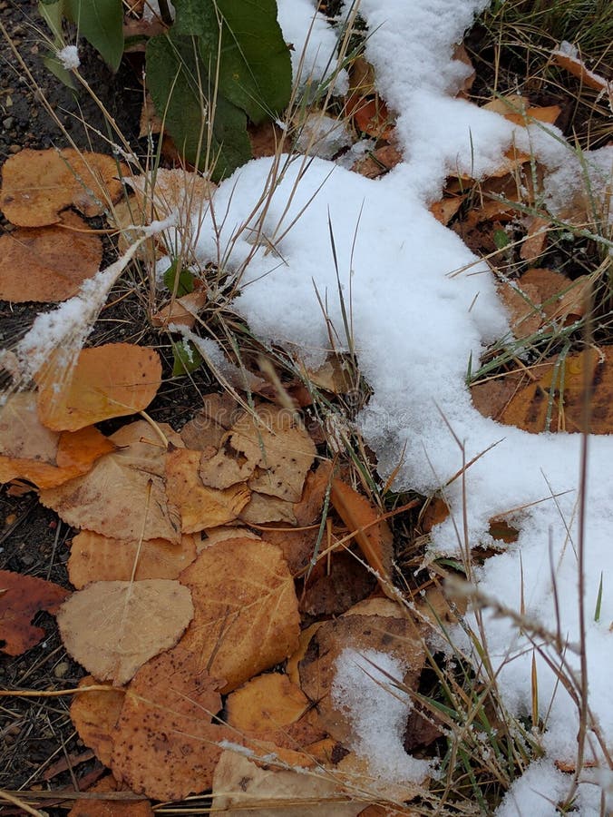 Falls first snow stock image. Image of snow, snowfall - 78532555