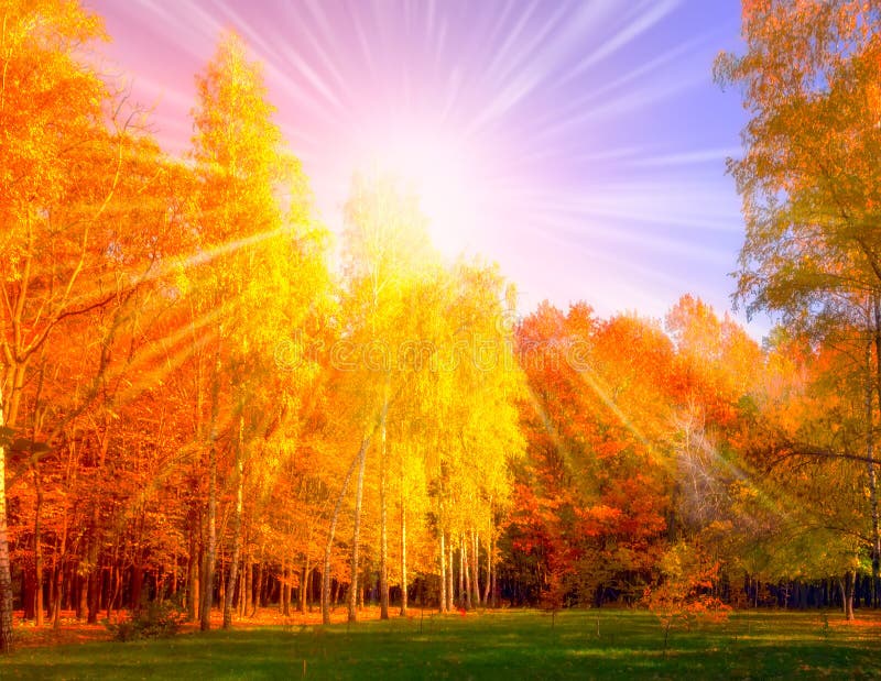 Falls, the Tree is Reflected in Falls with Stones Stock Image - Image ...