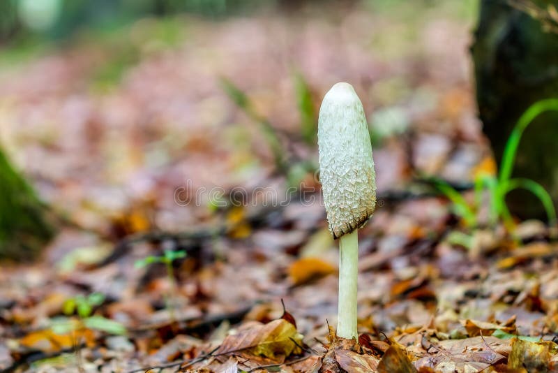 Fallus zoals paddestoel. stock afbeelding. Image of geur - 33753735