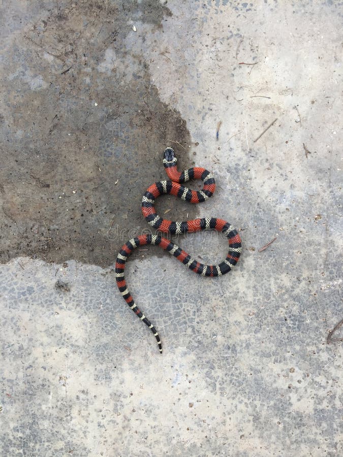 Falsa coral stock photo. Image of coral, falsa, culebra - 179360080