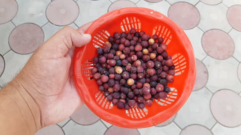 Falsa fruit berries stock photo. Image of juice, berry - 150568222